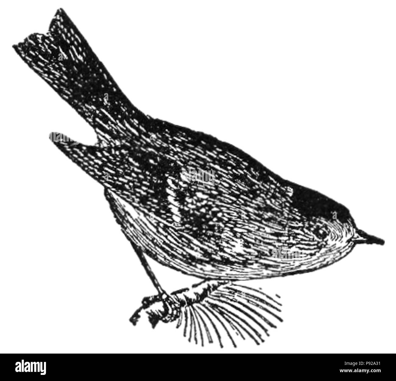 Songbird bird Black and White Stock Photos & Images - Alamy