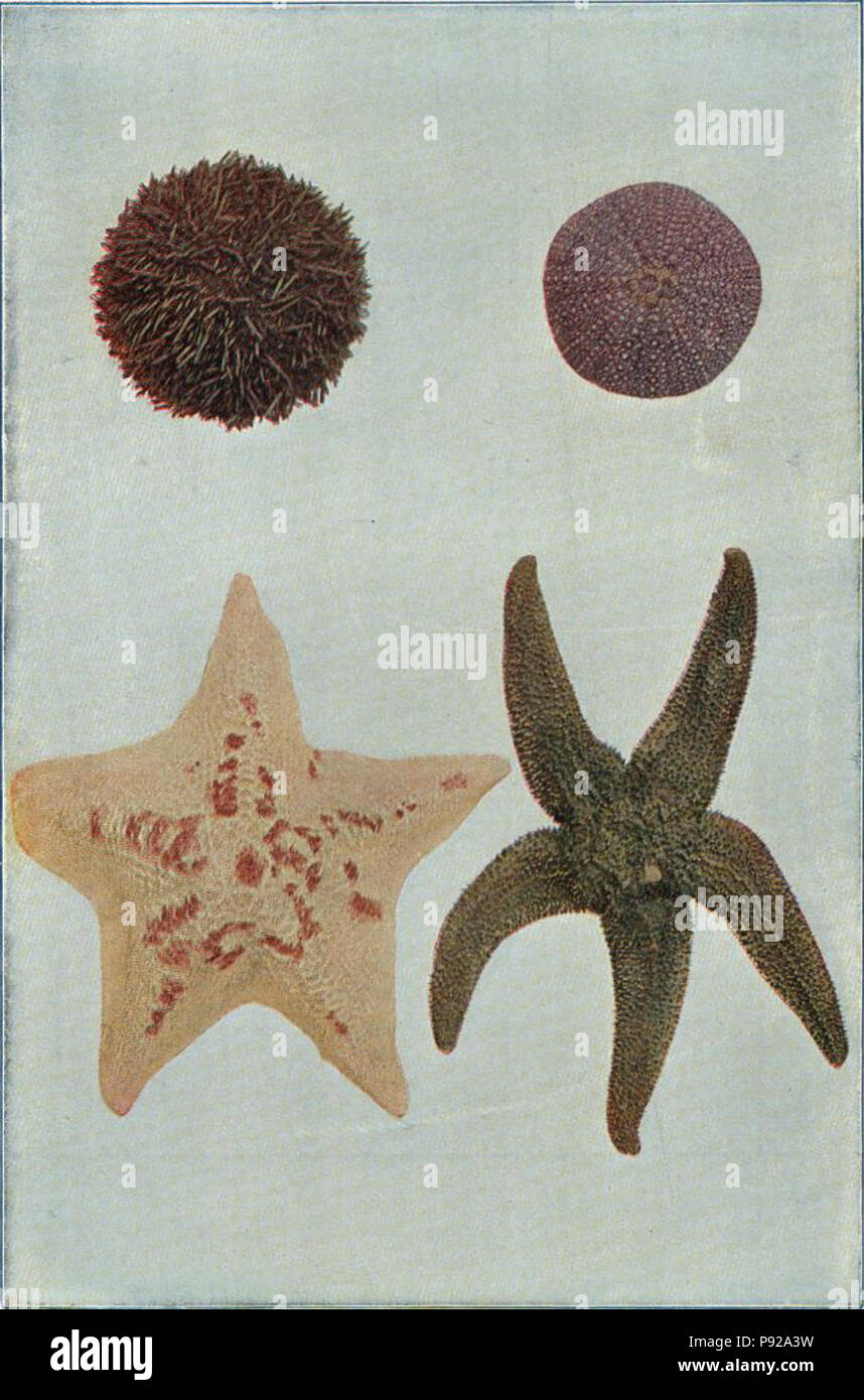 Starfish research hi-res stock photography and images - Alamy