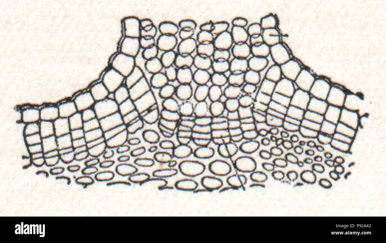 Lenticel hi-res stock photography and images - Alamy