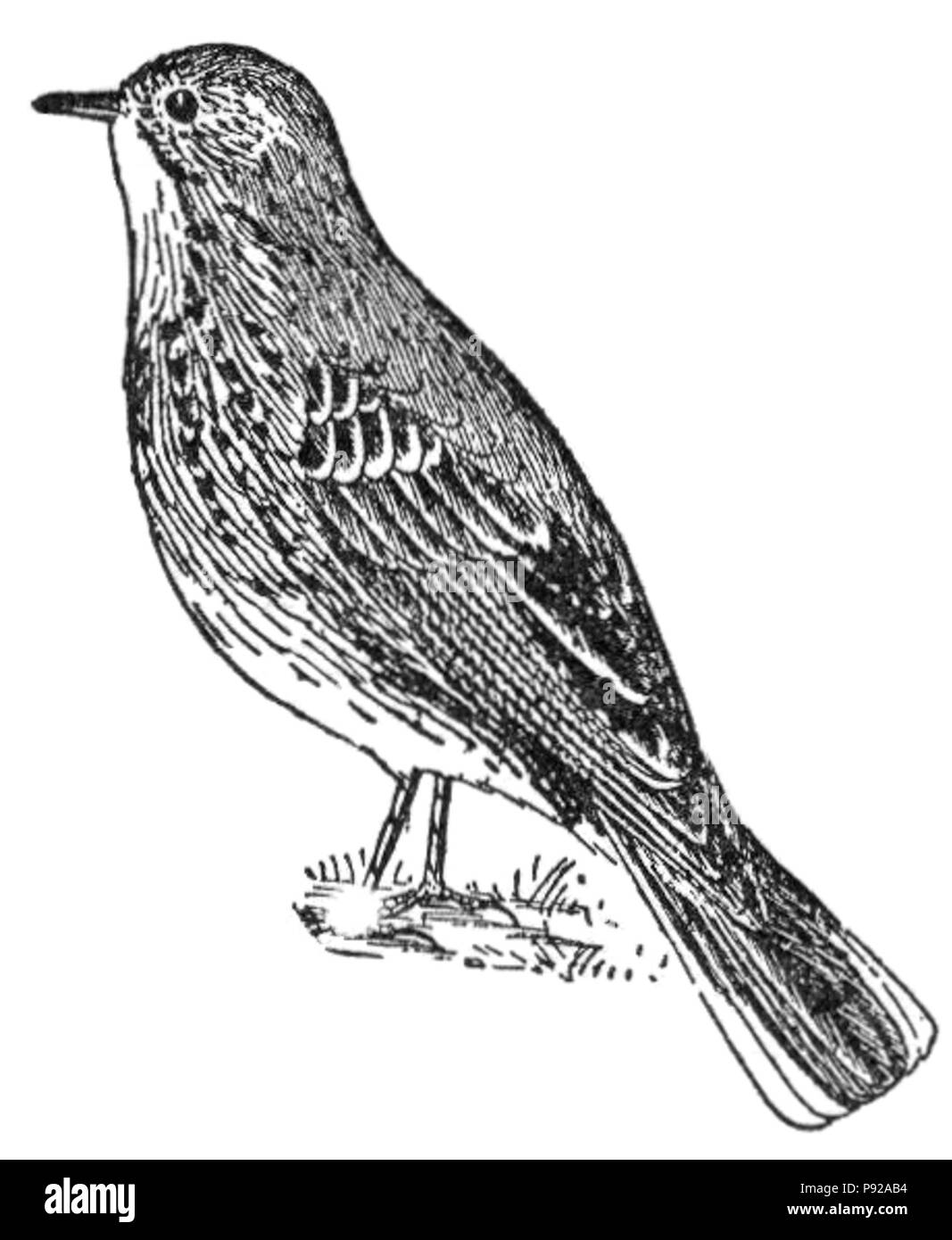 Titlark Black and White Stock Photos & Images - Alamy