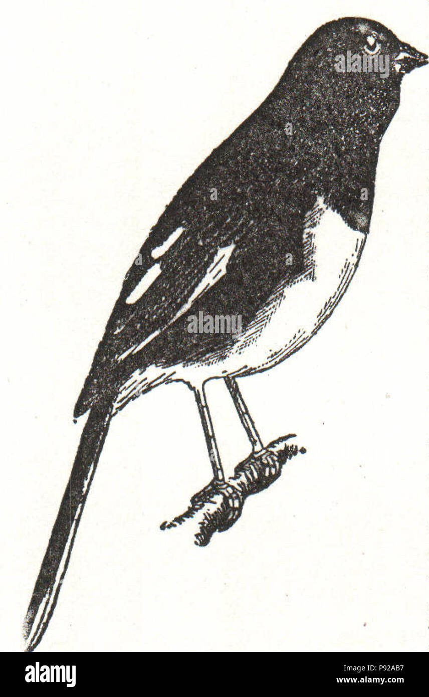 Female eastern towhee bird hi-res stock photography and images - Alamy