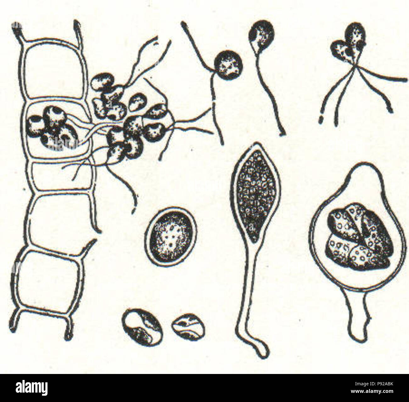 Ulothrix hi-res stock photography and images - Alamy