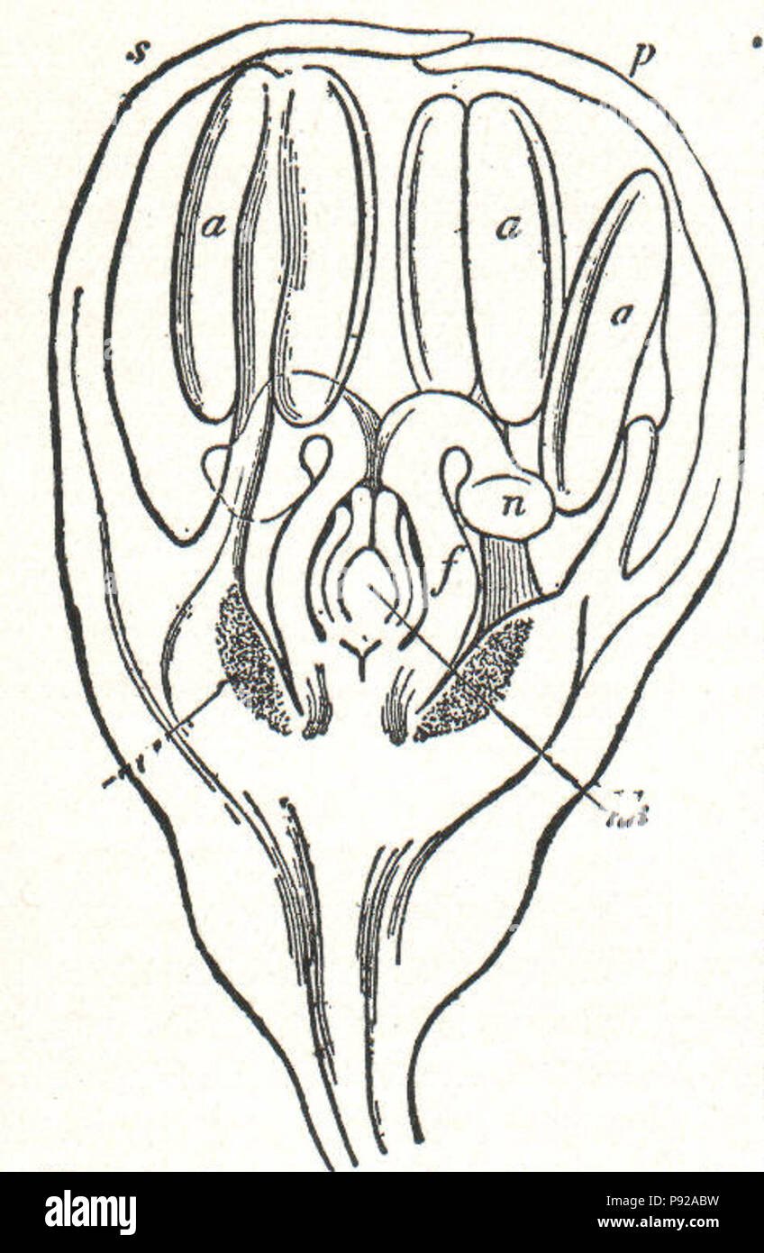 Flower plant anatomy dissection hi-res stock photography and images - Alamy
