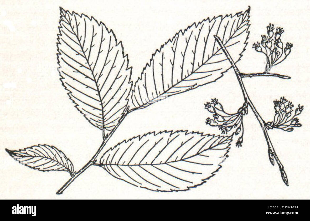 White elm hi-res stock photography and images - Alamy