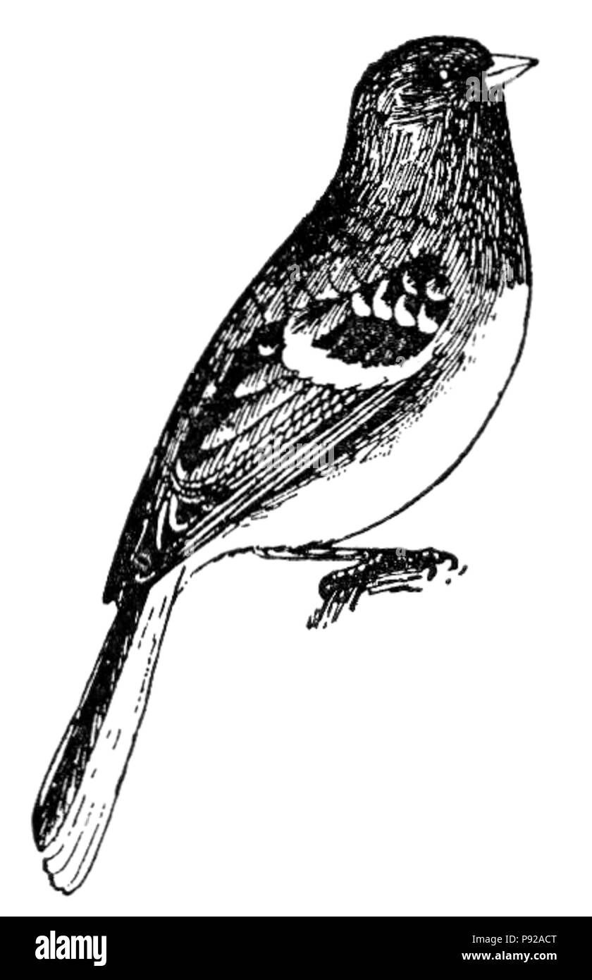 White winged junco hi-res stock photography and images - Alamy