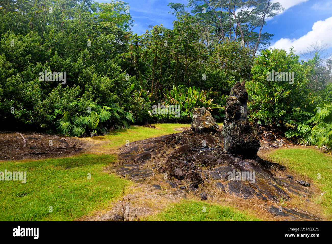 Lava molds of the tree trunks that were formed when a lava flow swept ...
