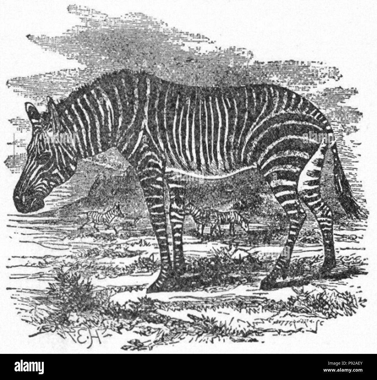 Zebra collection Black and White Stock Photos & Images - Alamy