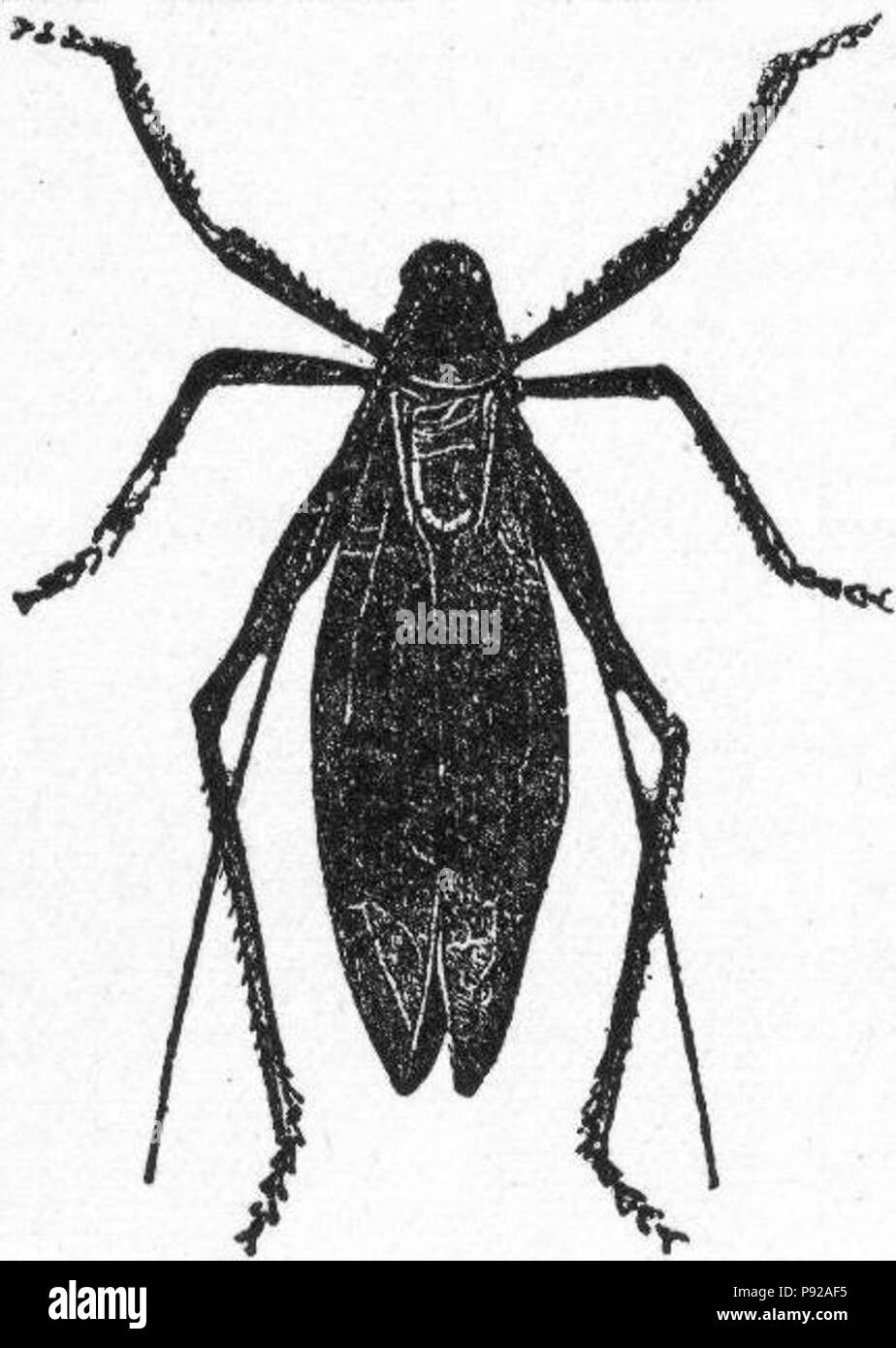 Katydid behavior hi-res stock photography and images - Alamy