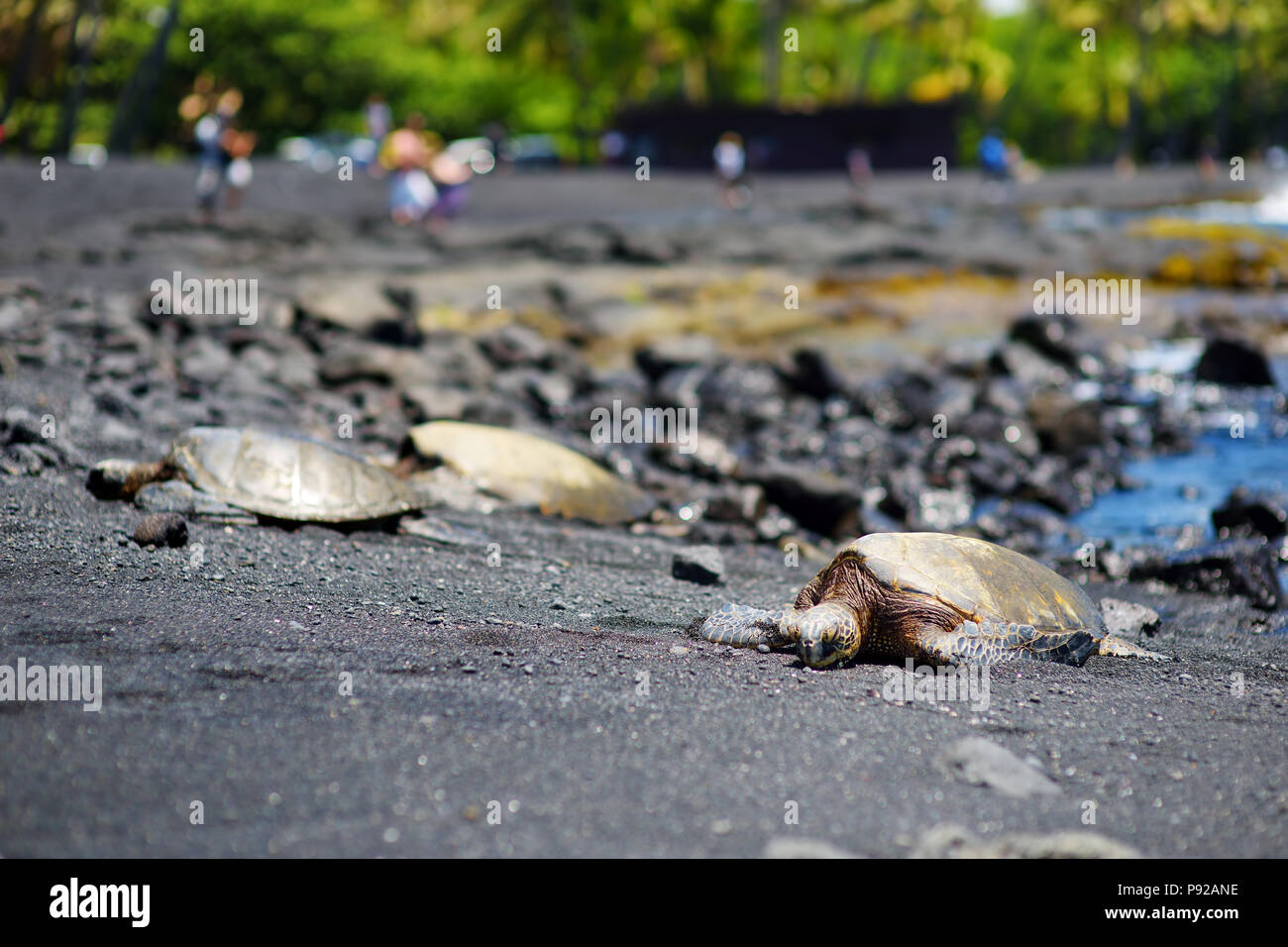 Hawaiian green turtles relaxing at Punaluu Black Sand Beach on the Big ...