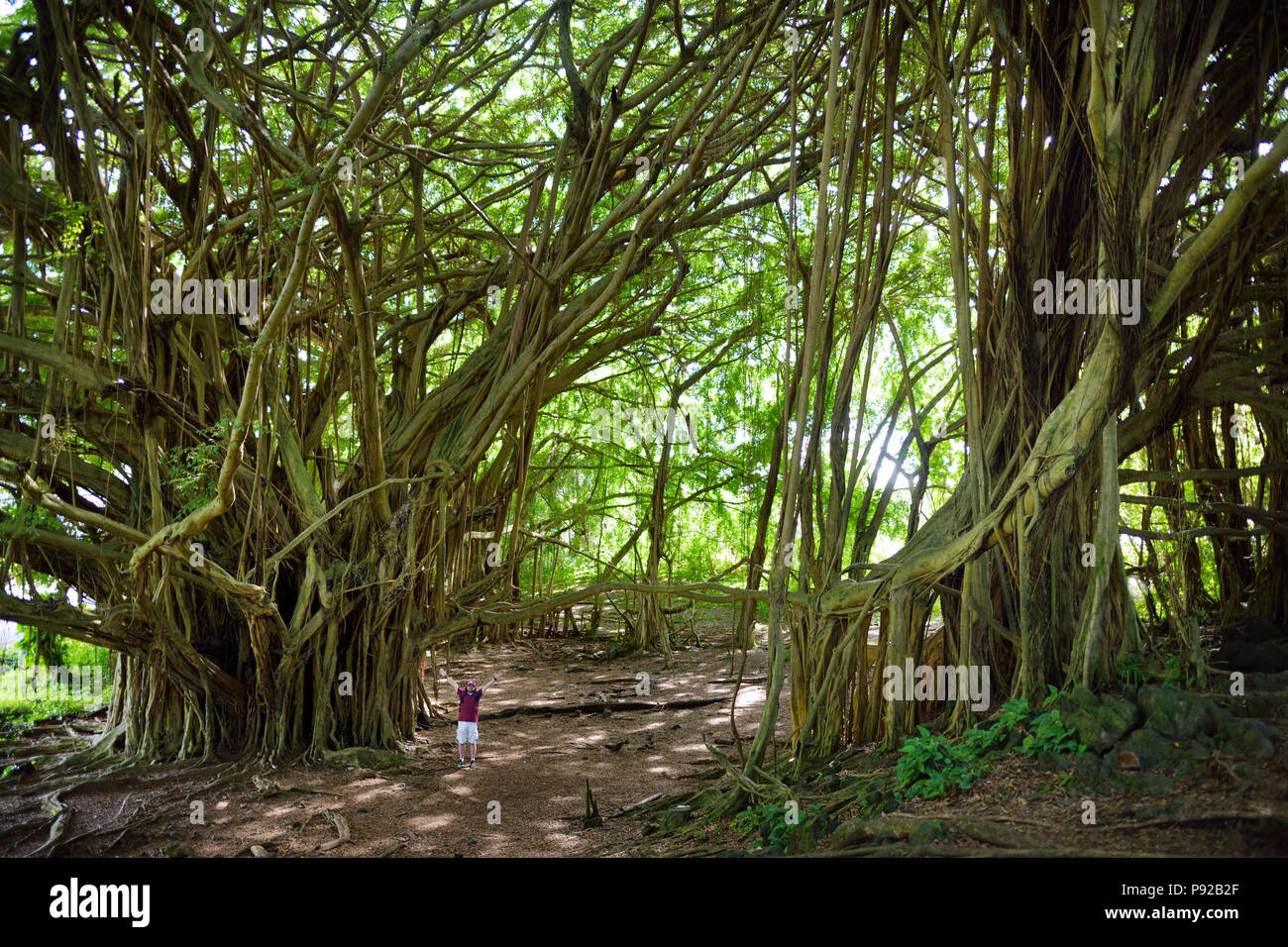 Male tourist admiring giant banyan tree on Hawaii. Branches and hanging ...