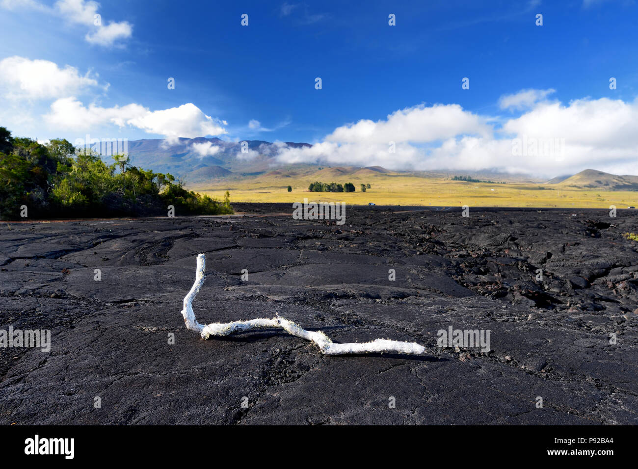 White burnt tree branch on rough surface of frozen lava after Mauna Loa ...