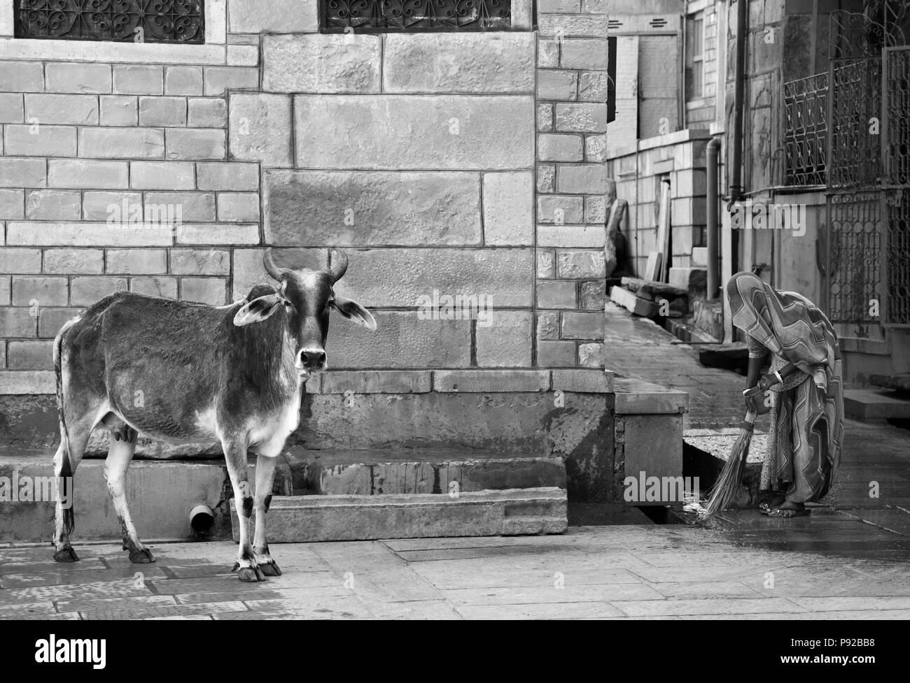 A RAJASTHANI WOMAN sweeps the street as a COW roams free in the GOLDEN ...