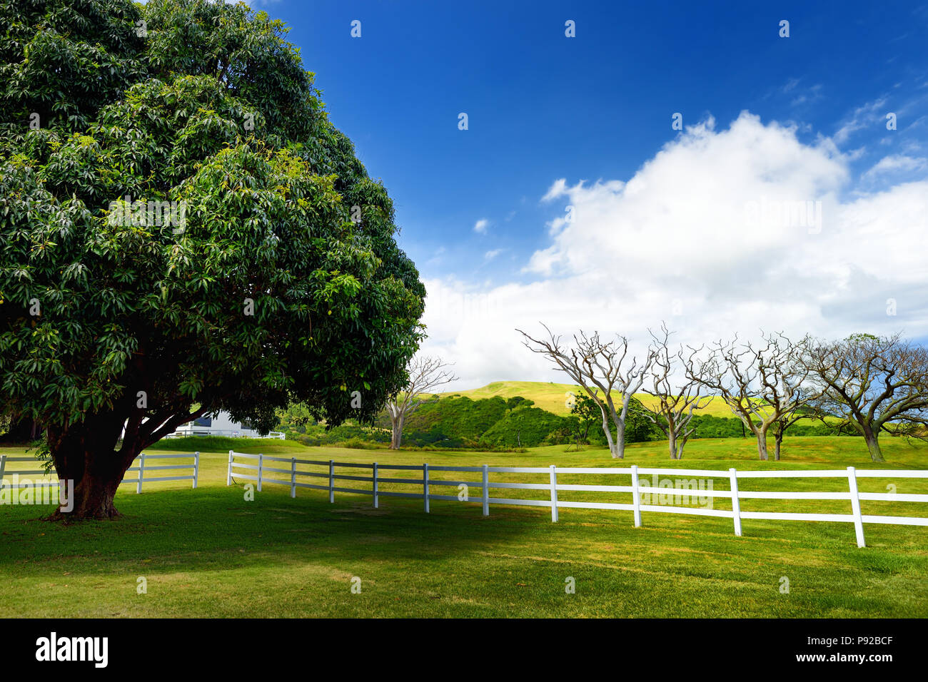 Giant mango tree near white fence. Beautiful landscape of south side of ...