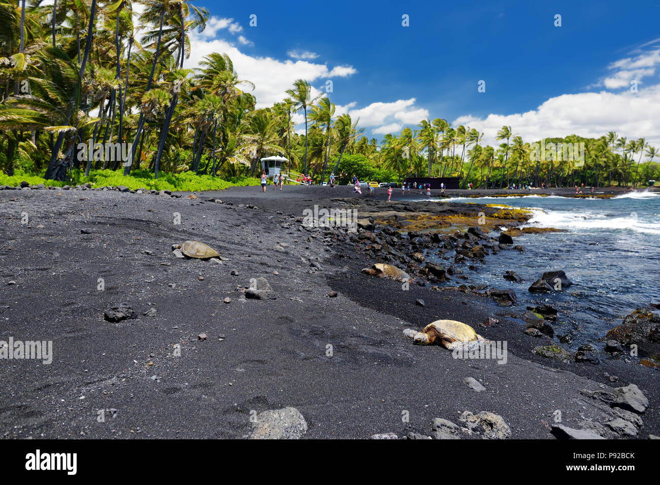 Green sea turtles young sand hi-res stock photography and images - Alamy