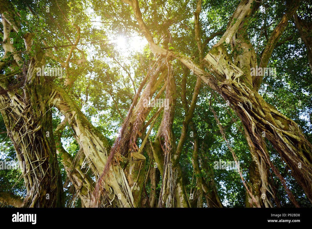 Branches and hanging roots of giant banyan tree on the Big Island of ...