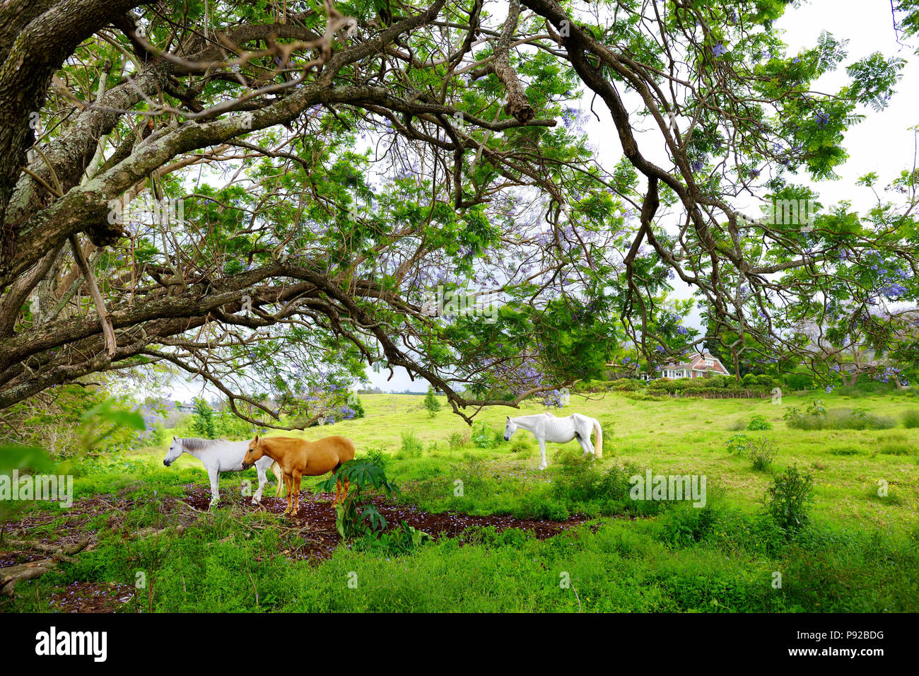 Jacaranda mimosifolia animal hi-res stock photography and images - Alamy