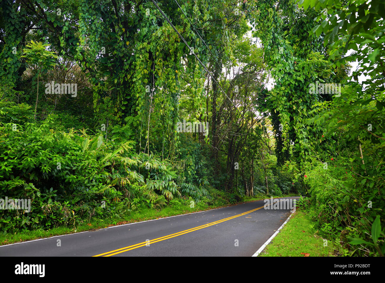 Famous Road to Hana fraught with narrow one-lane bridges, hairpin turns ...