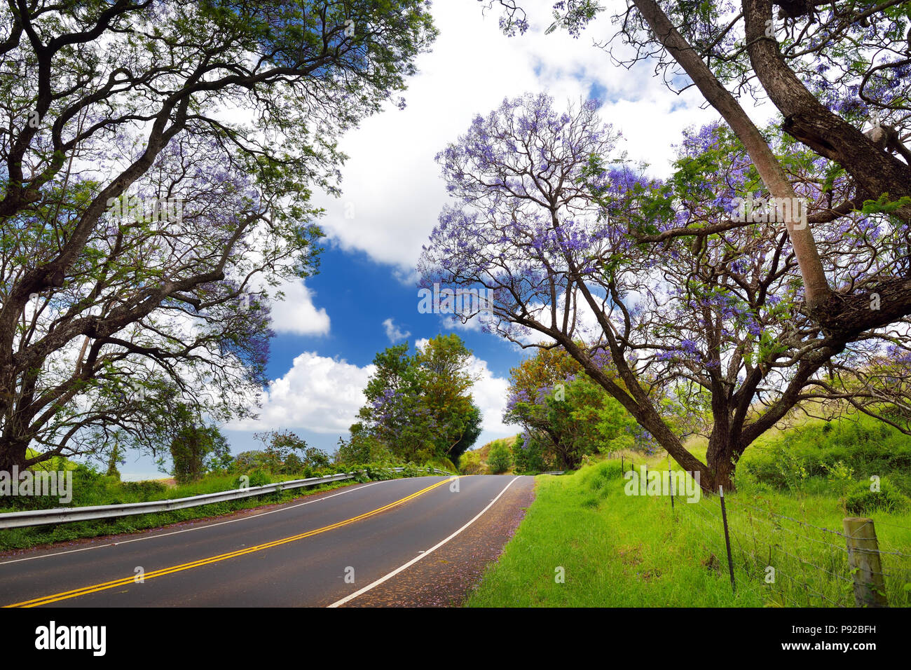 Beautiful purple jacaranda trees flowering along the roads of Maui ...