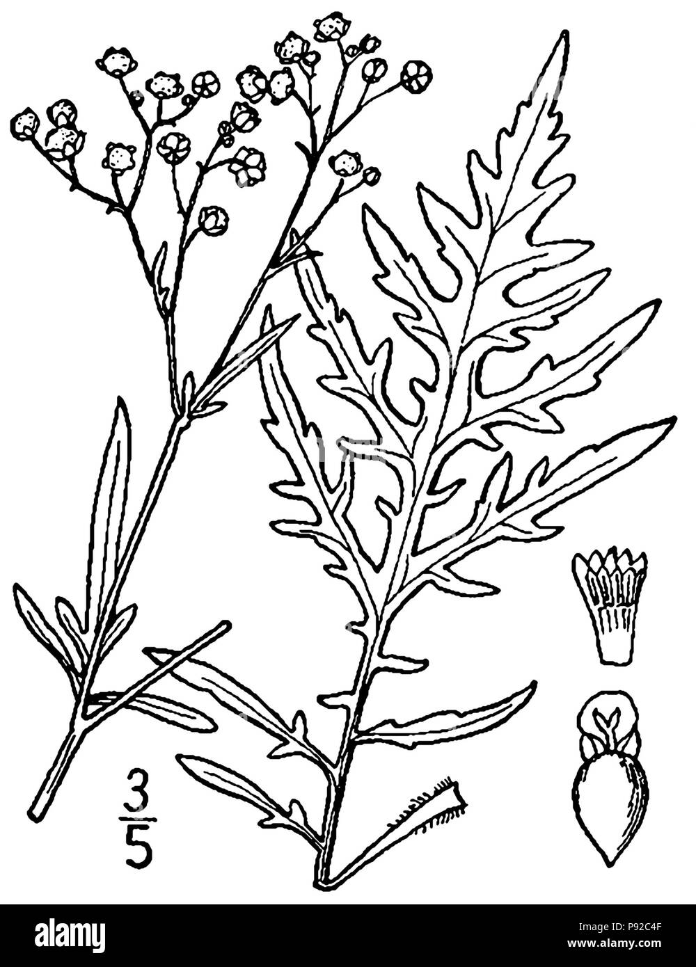 452 Parthenium hysterophorus Stock Photo - Alamy