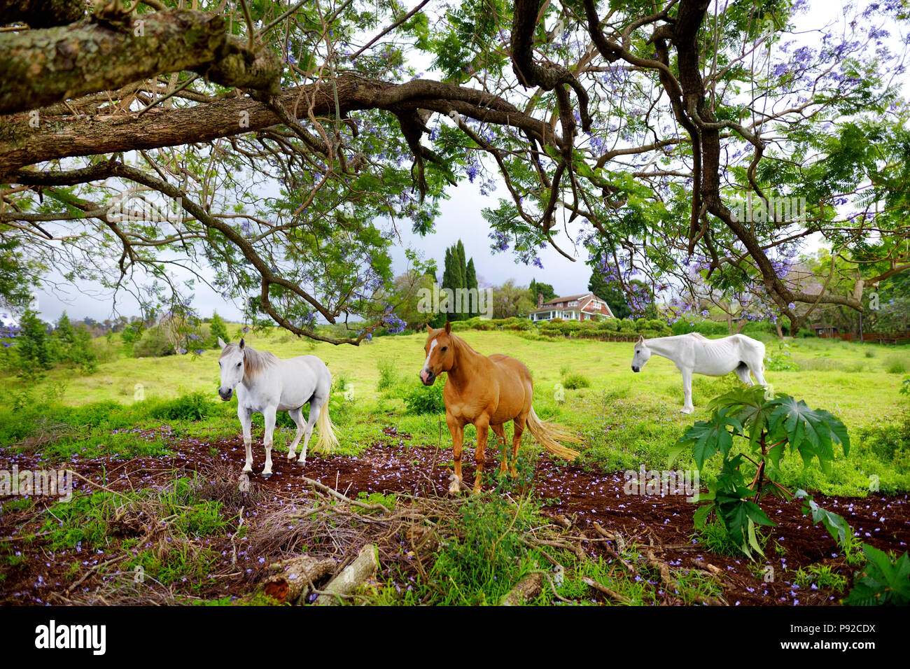 Jacaranda mimosifolia animal hi-res stock photography and images - Alamy