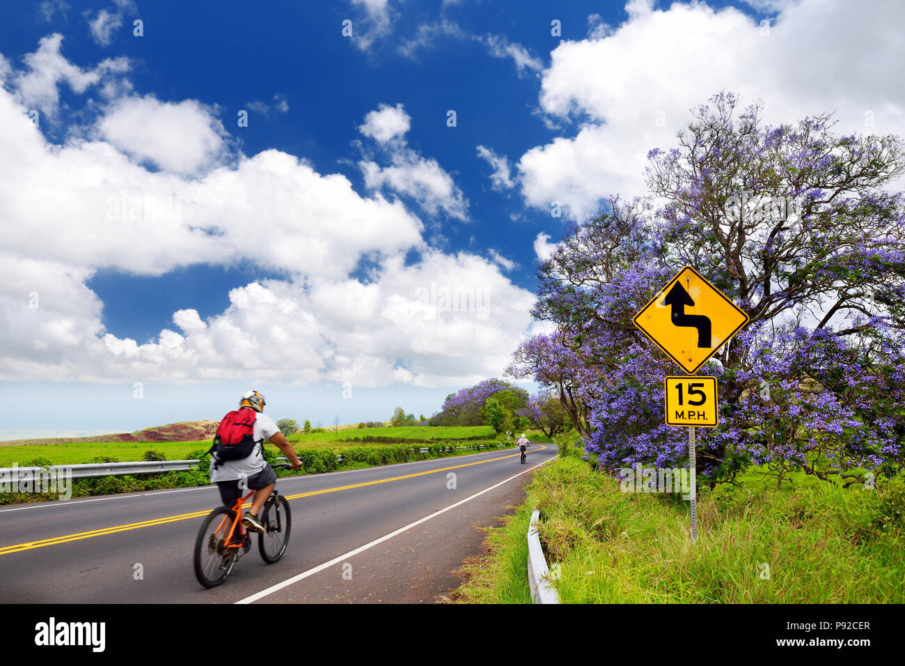 Beautiful purple jacaranda trees flowering along the roads of Maui ...