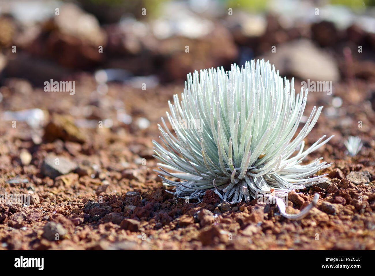 Silver sword plant maui hi-res stock photography and images - Alamy