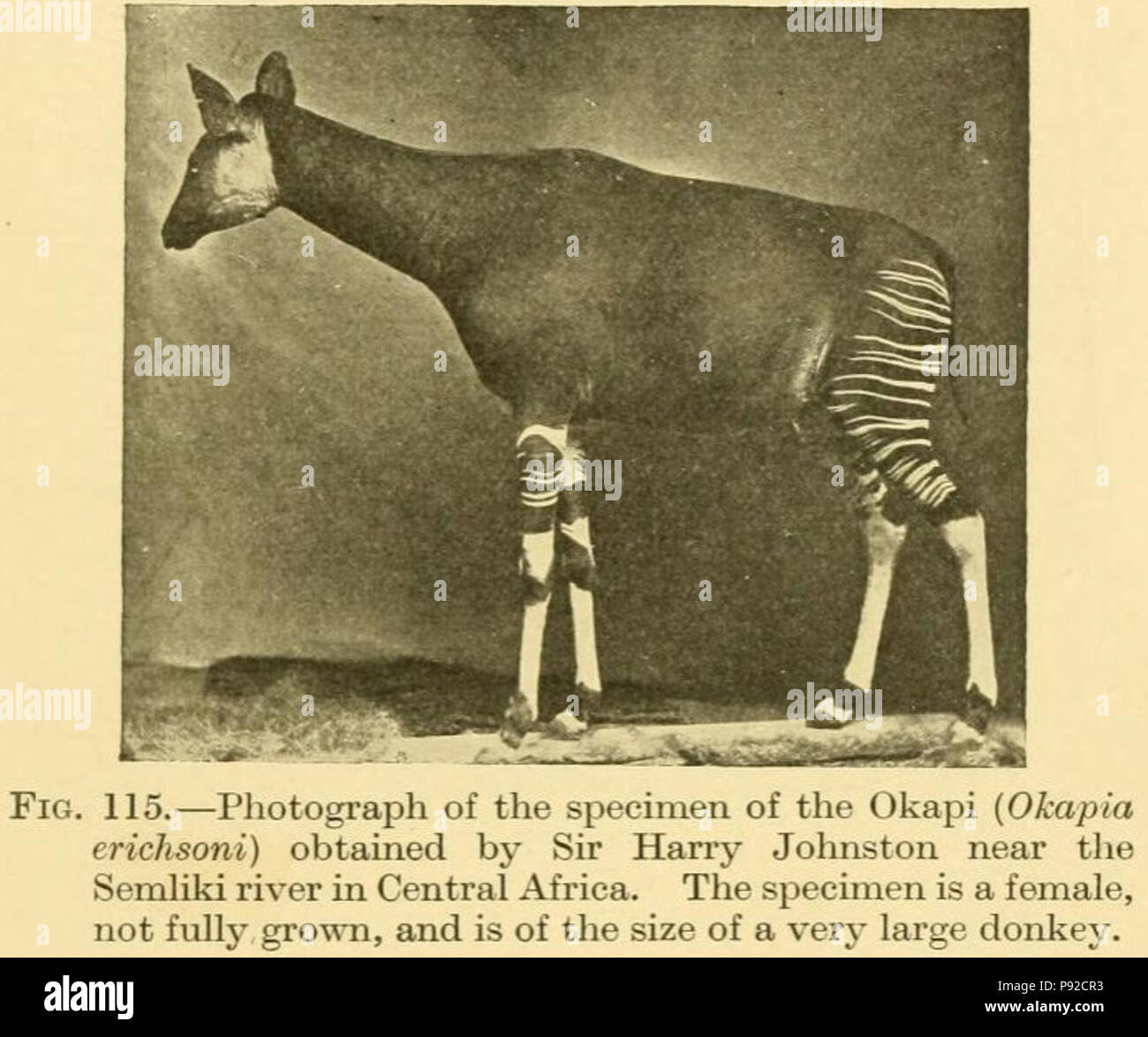. 455 Photograph of Okapi From the book 'Extinct Animals' Stock Photo ...