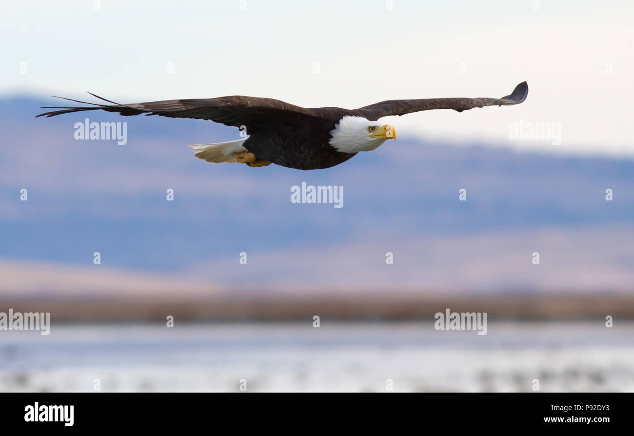 A Bald eagle flying above a lake Stock Photo - Alamy