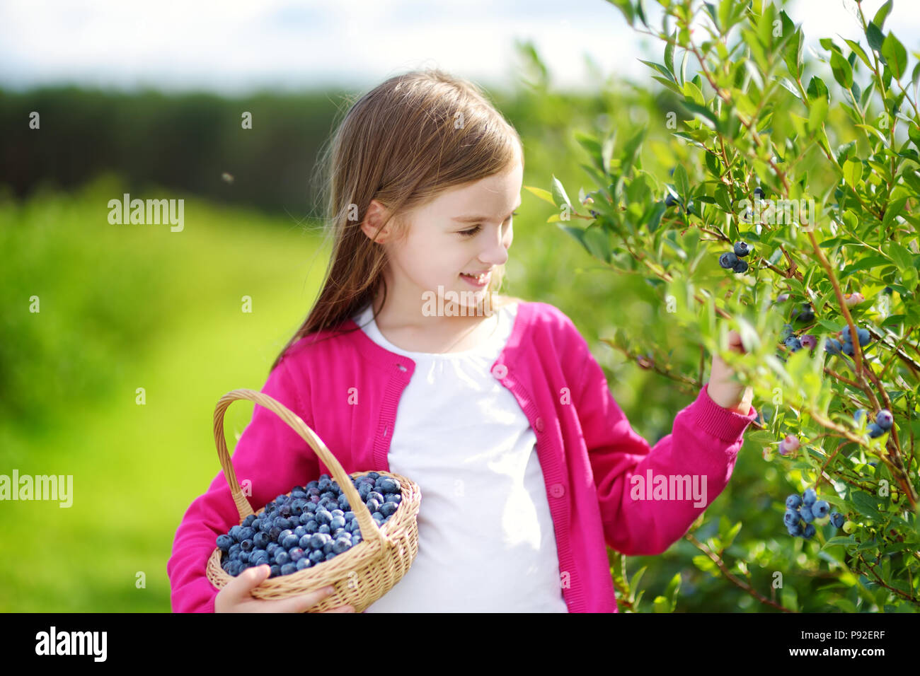 Cute little girl picking fresh berries on organic blueberry farm on ...
