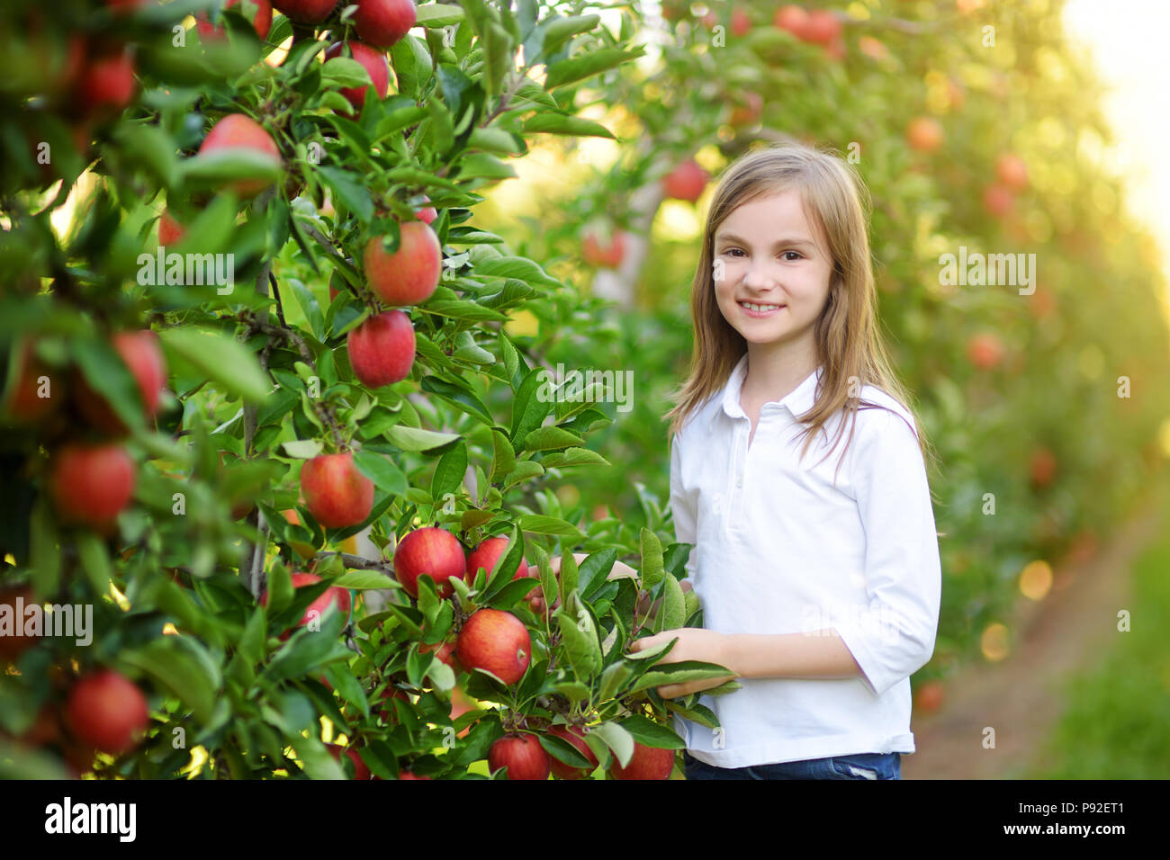 Cute little girl picking apples in apple tree orchard. Child eating ...