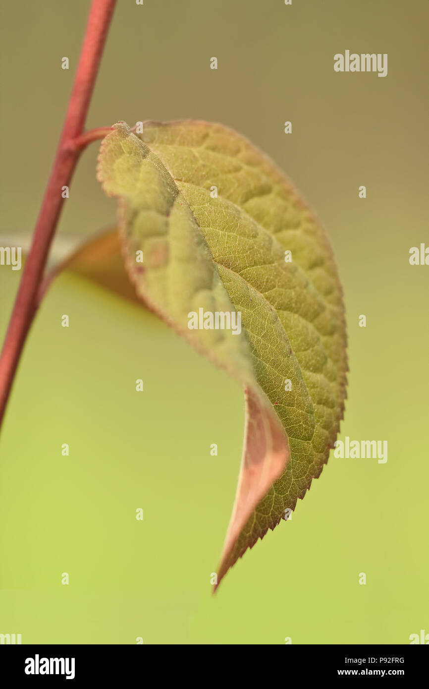 Leaf Gradient High Resolution Stock Photography and Images - Alamy