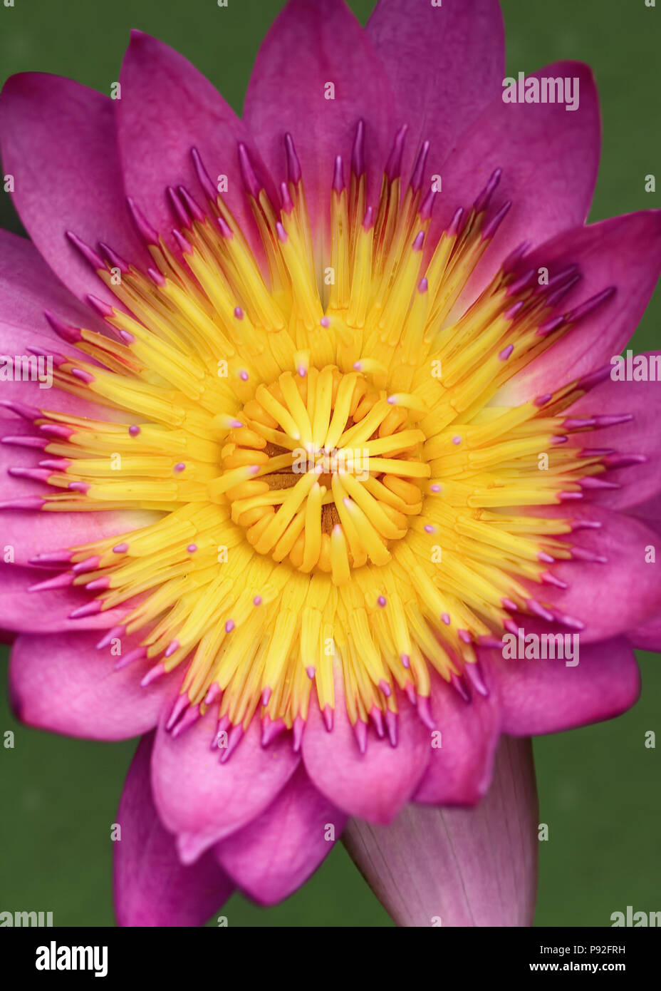 Close-up of a multicolored lotus flower with green background Stock ...