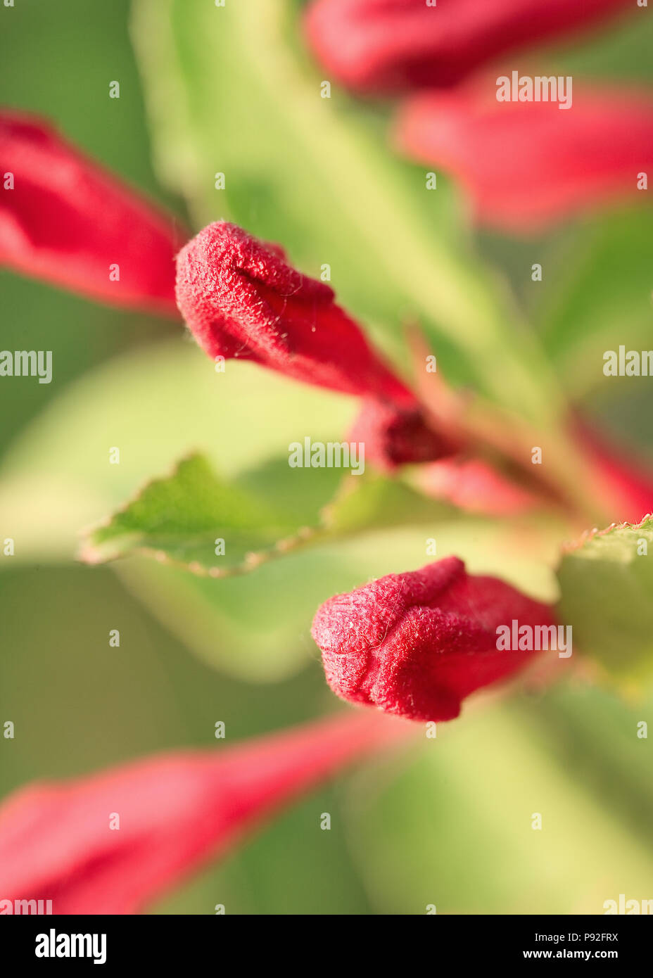 Pop up plant hi-res stock photography and images - Alamy