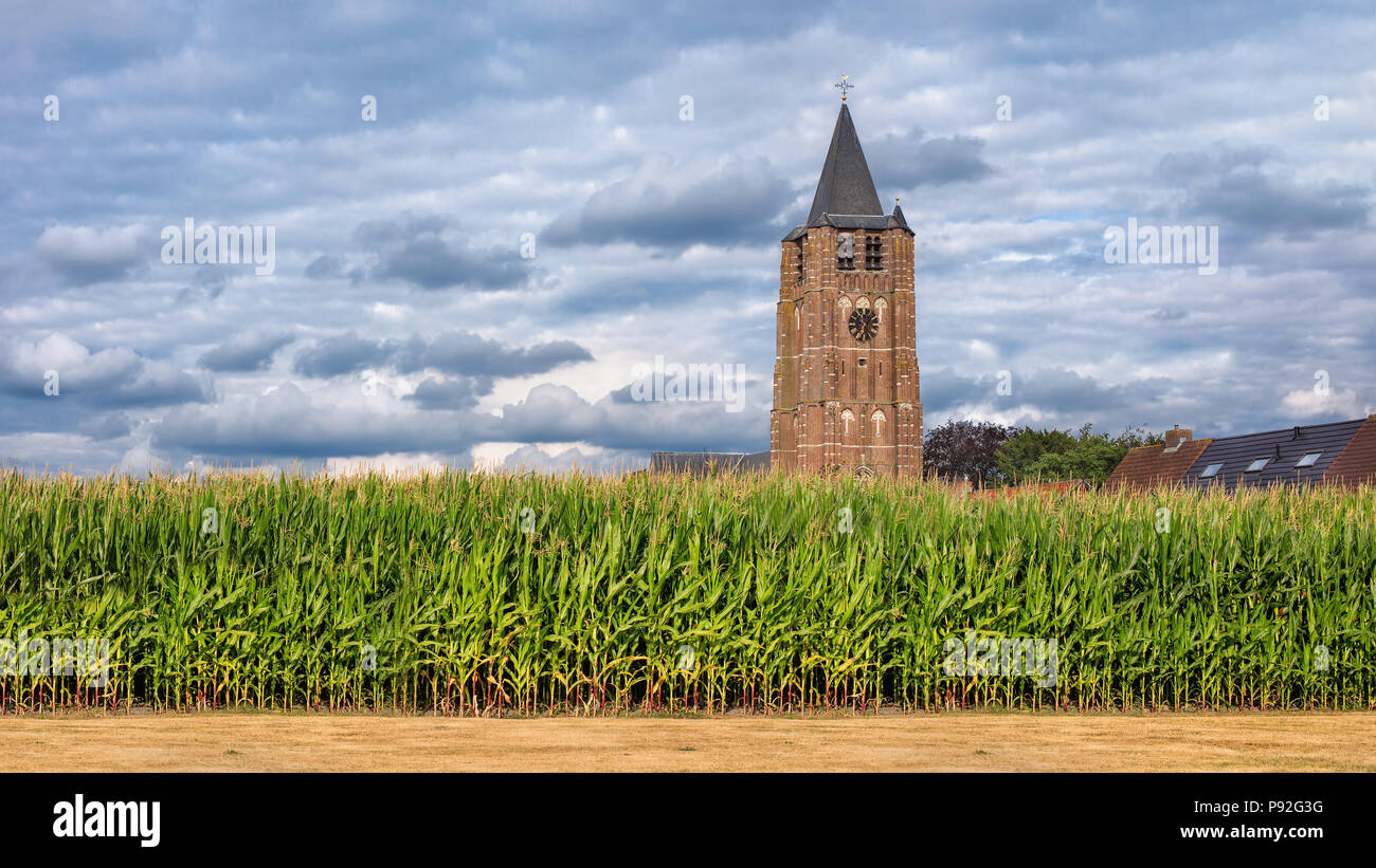 Corn field with a church tower on the background against a blue sky ...