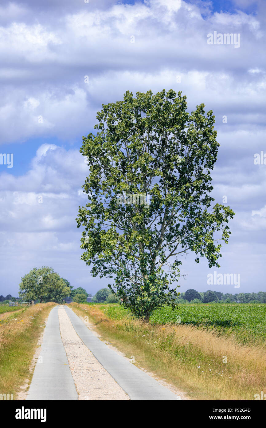 Rural landscape with shallow road through the fields, Ravels, Belgium ...
