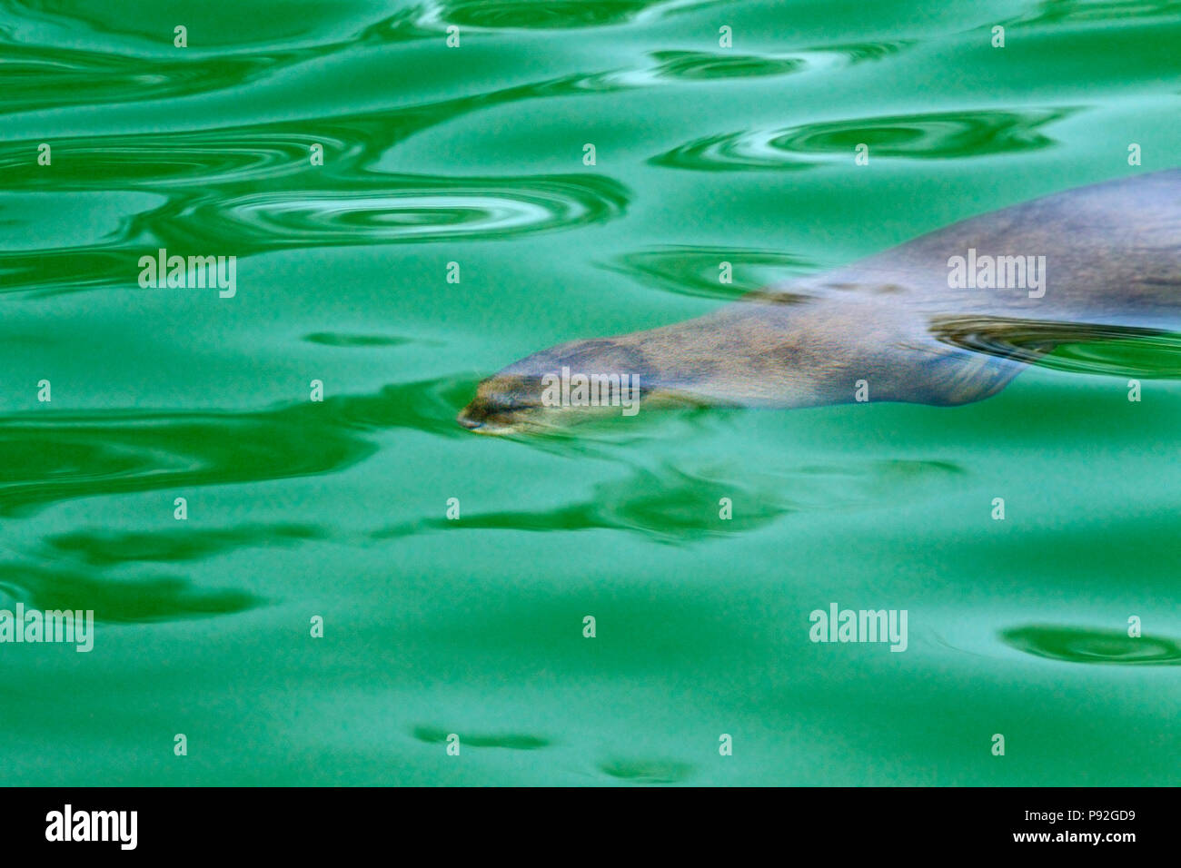 Otter swimming underwater hi-res stock photography and images - Alamy