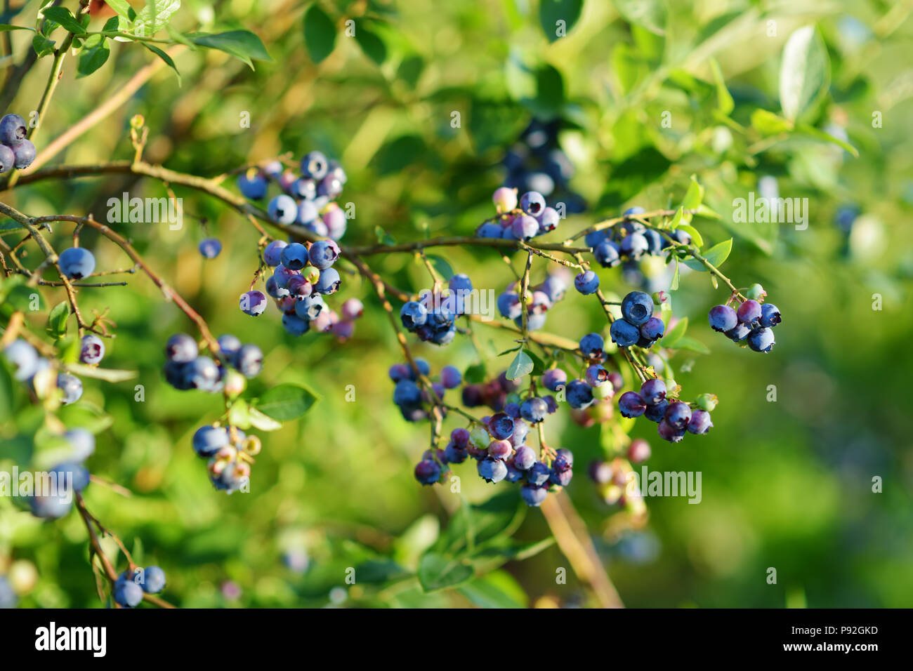 Organic blueberry berries ripening on bushes in an orchard. Harvesting ...