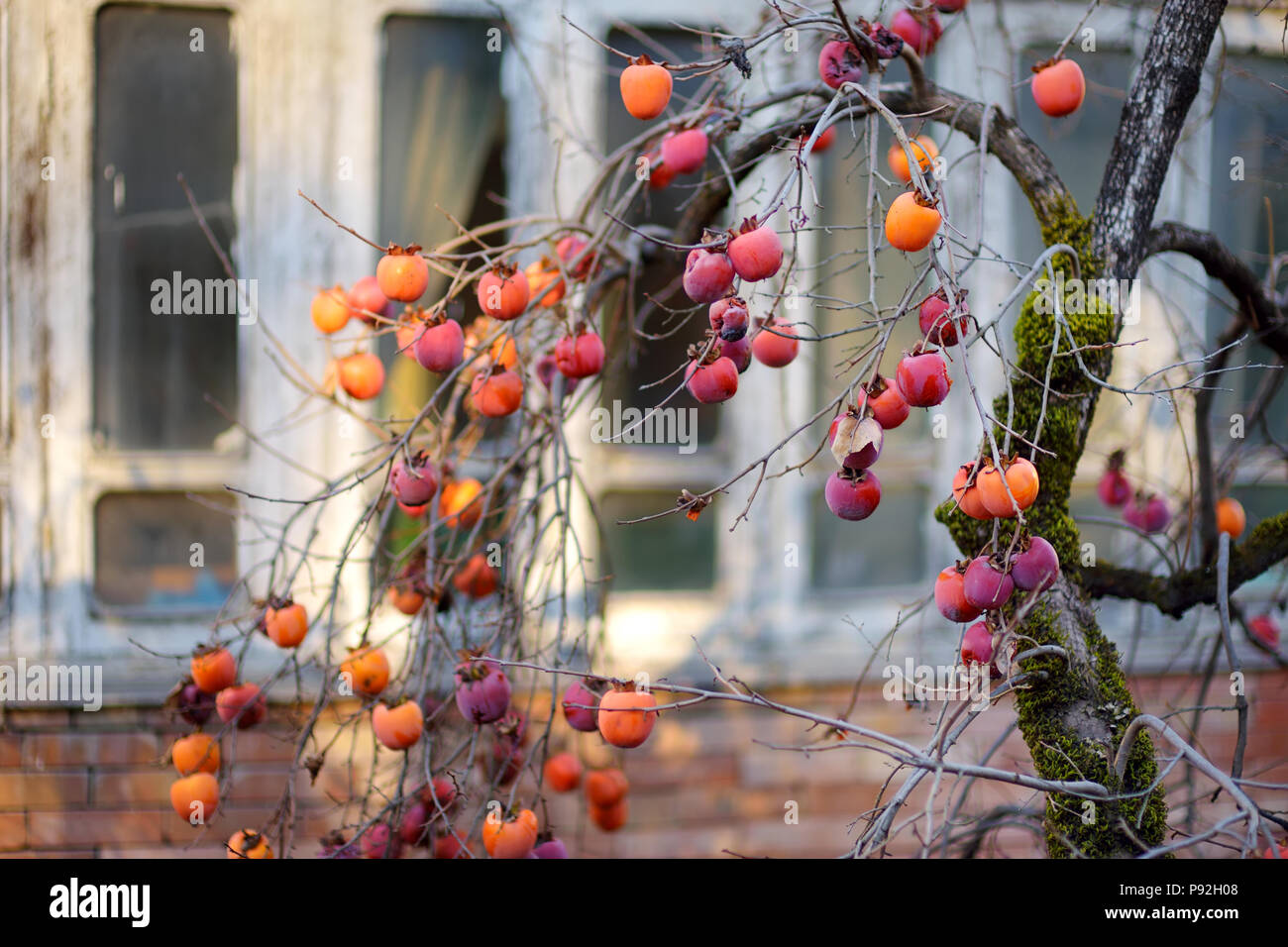 Persimmon fruits ripening along picturesque medieval streets of Kutaisi ...