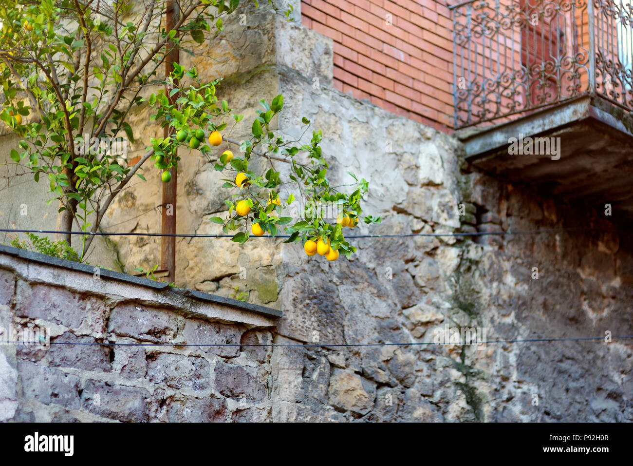 Lemon fruits ripening along picturesque medieval streets of Kutaisi ...
