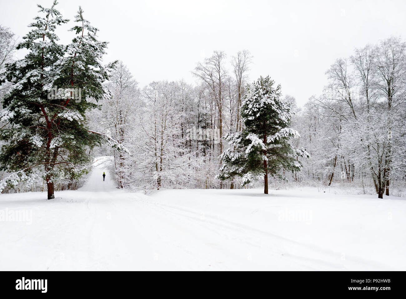 Bright sunny pine forest covered with snow in winter. Chilly winter day ...