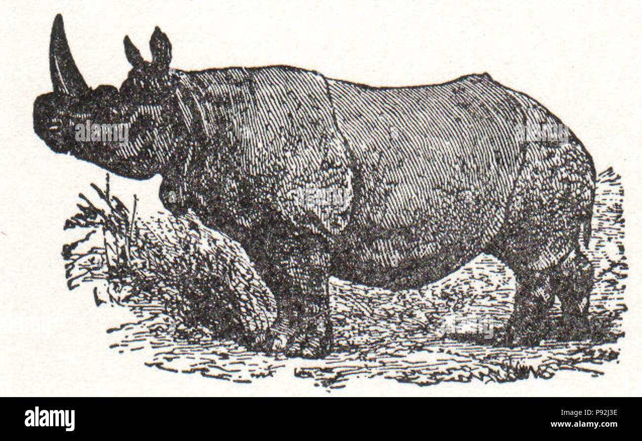 Rhino relief hi-res stock photography and images - Alamy
