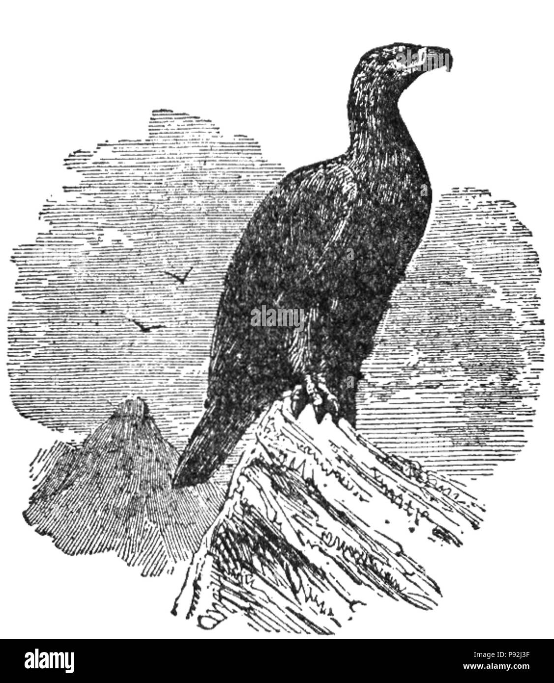 Eagle power symbol Black and White Stock Photos & Images - Alamy