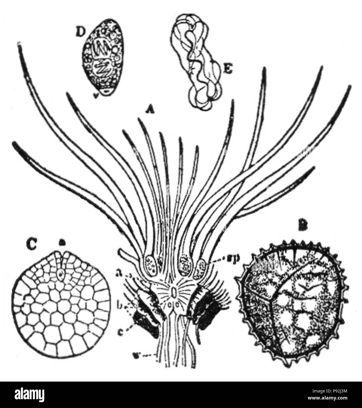 Isoetes hi-res stock photography and images - Alamy
