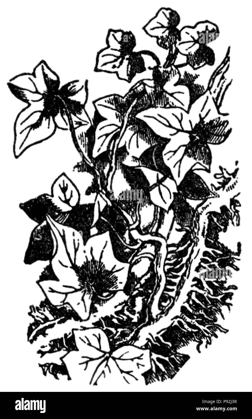 Plant root structures Cut Out Stock Images & Pictures - Alamy