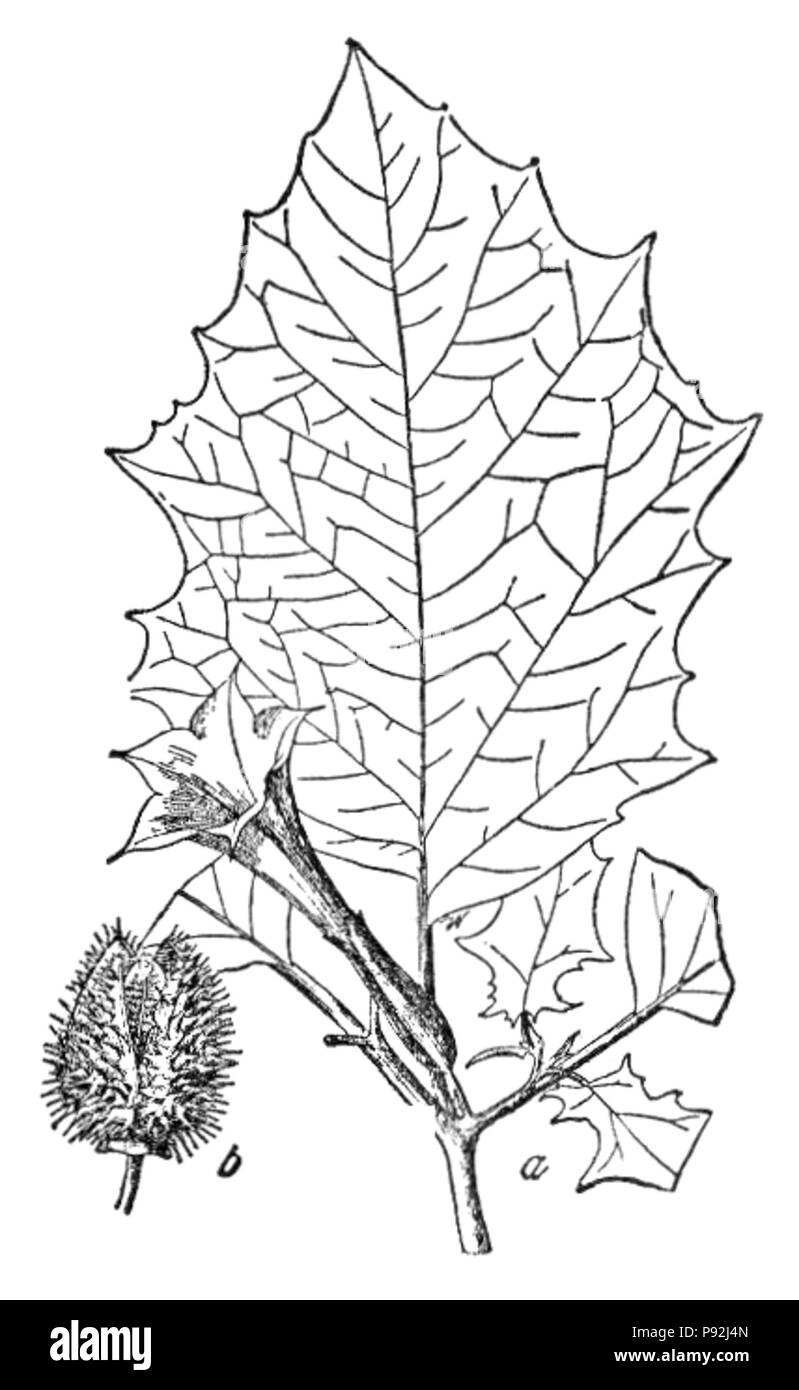 Jimson weed Cut Out Stock Images & Pictures - Alamy