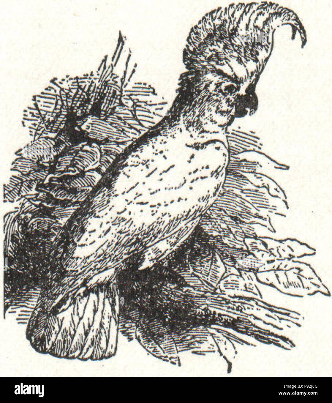 Leadbeaters hi-res stock photography and images - Alamy