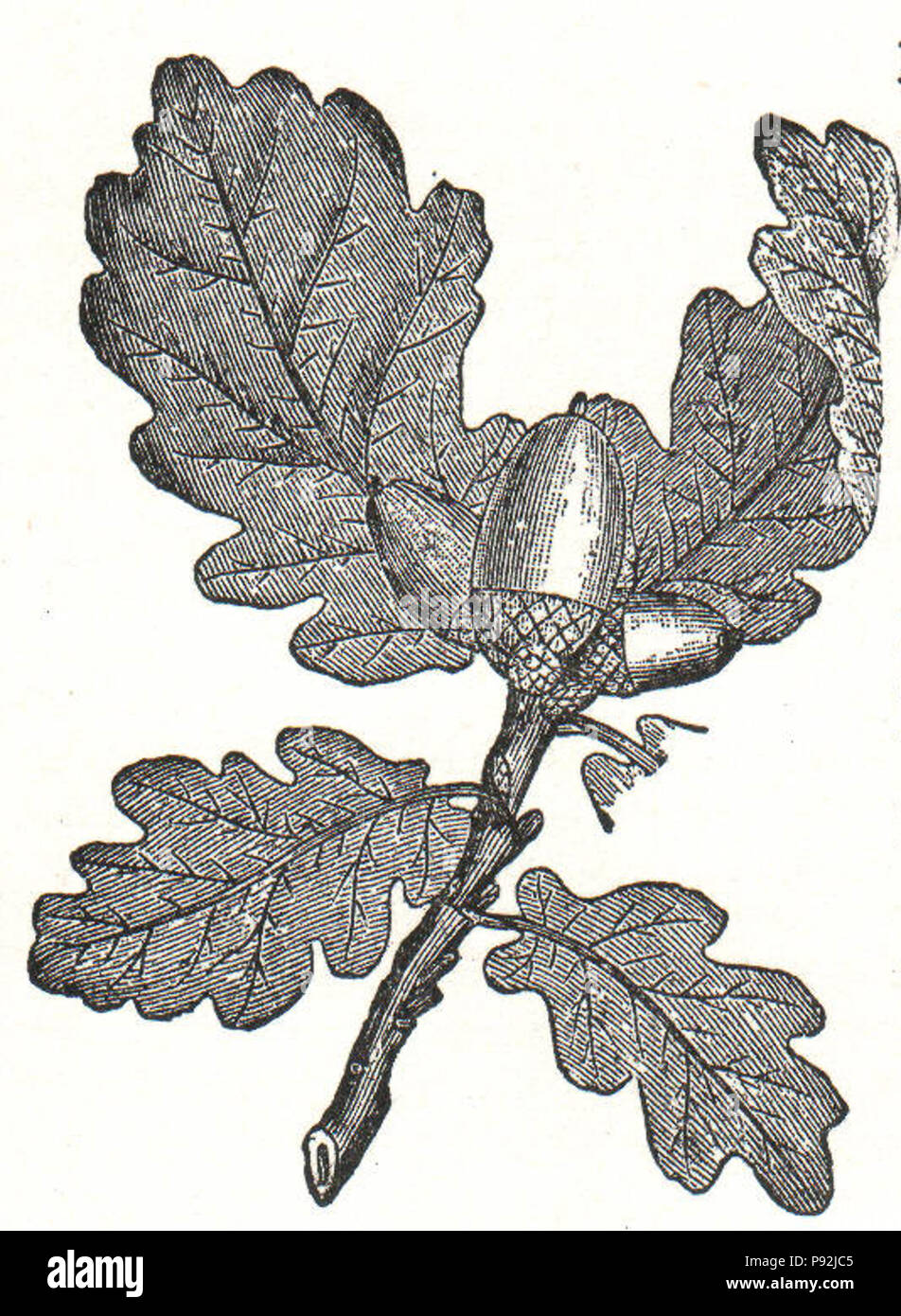 Fruit and observation Cut Out Stock Images & Pictures - Alamy