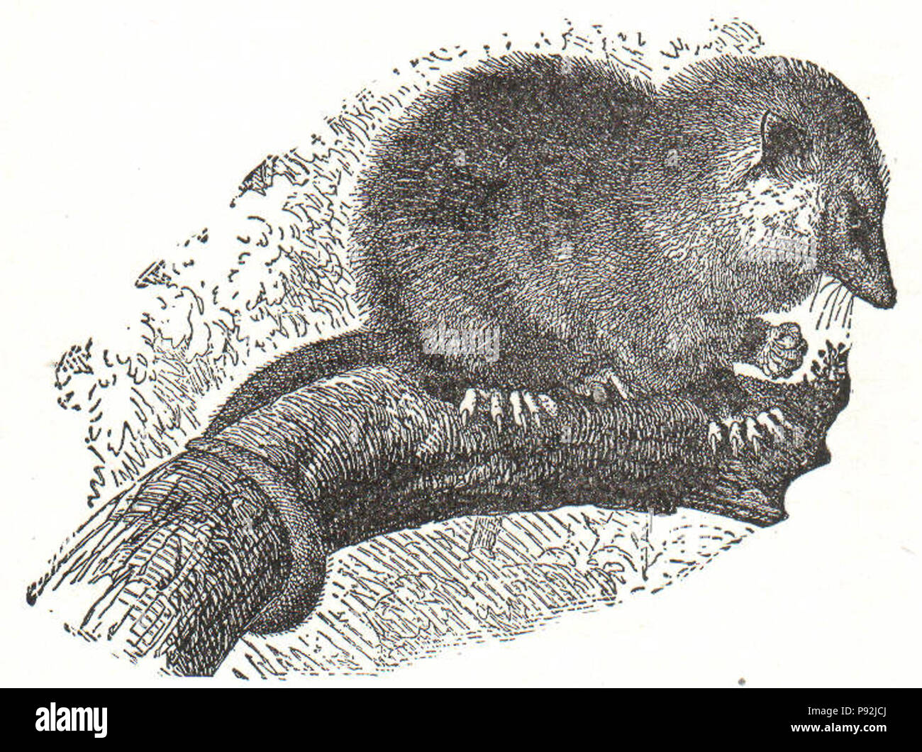 Opossum opossum Cut Out Stock Images & Pictures - Alamy
