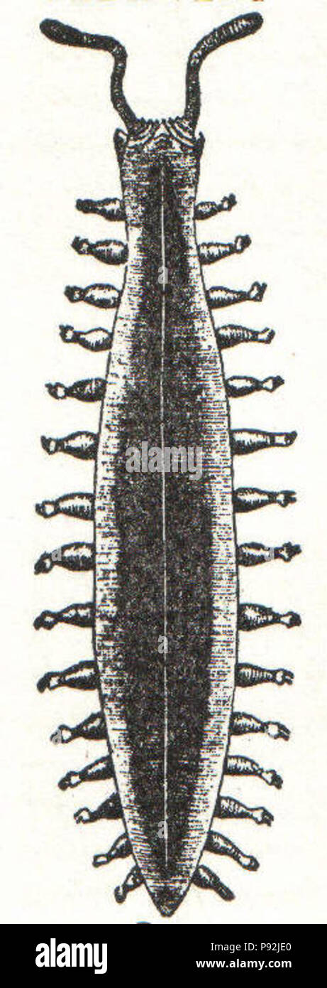 Peripatus hi-res stock photography and images - Alamy