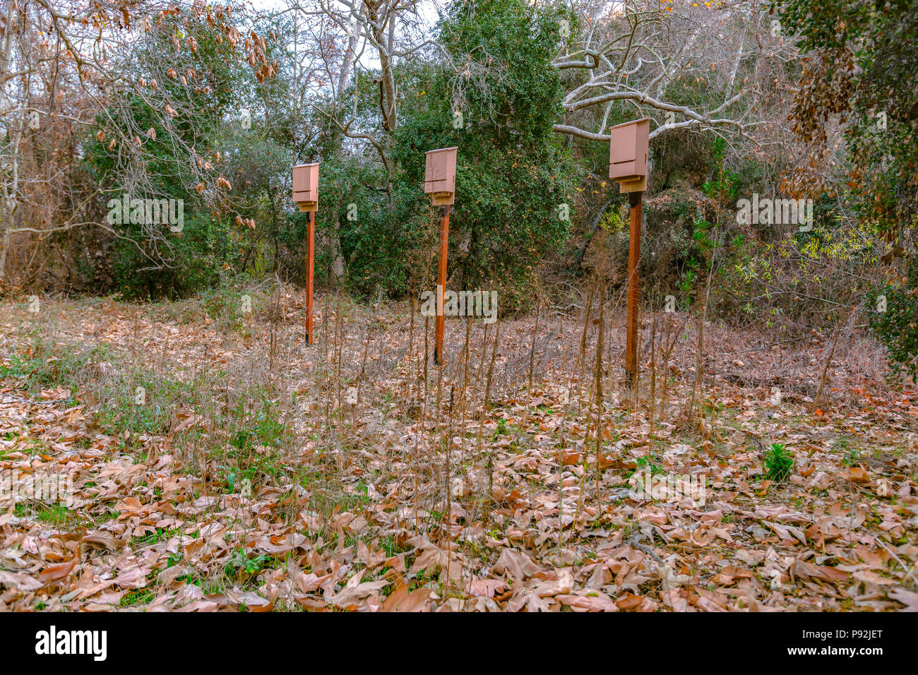 Bat tree nest hi-res stock photography and images - Alamy
